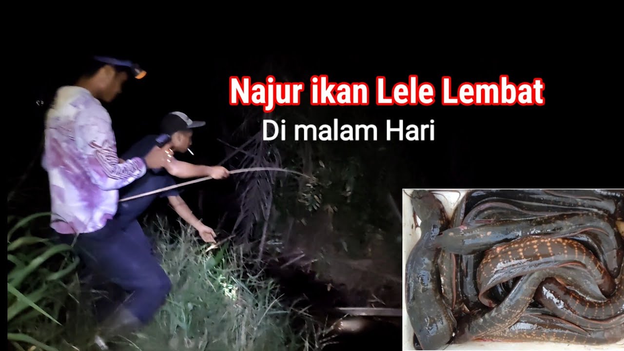 Mancing ikan lele lembat menggunakan teknik tajur/Taut..!! - YouTube