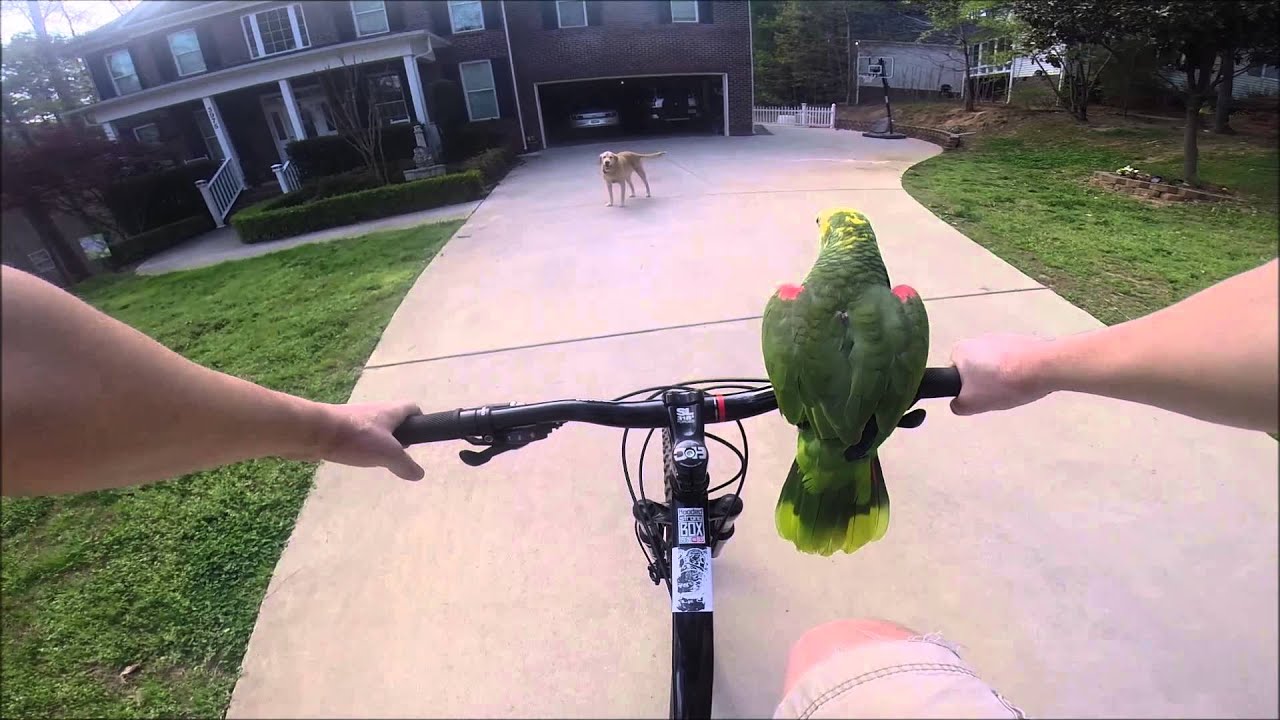 Oscar The Double Yellow Head Amazon Parrot Riding a Bike - YouTube