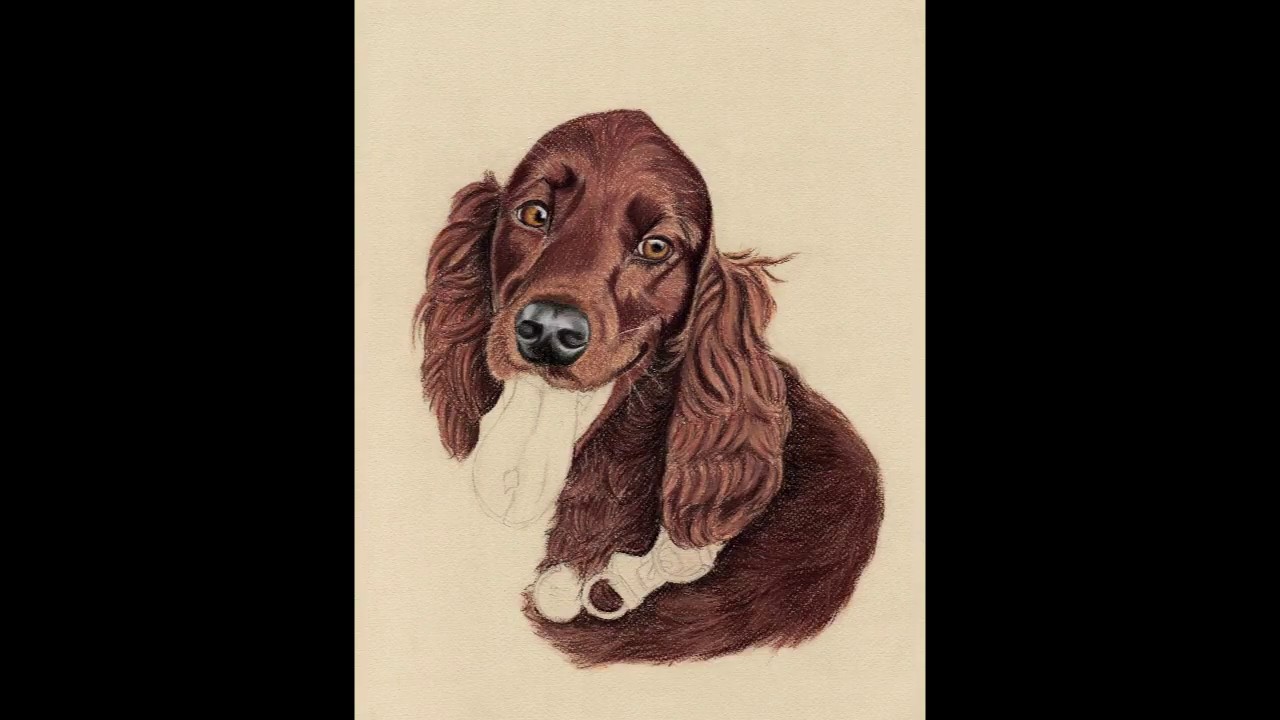 Rupert - dog portrait - YouTube
