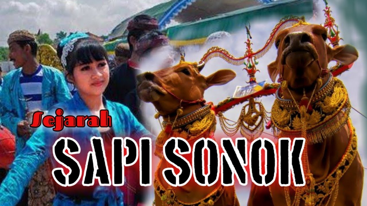 Sejarah sapi SONOK 📝🇮🇩 budaya Madura🔥 - YouTube