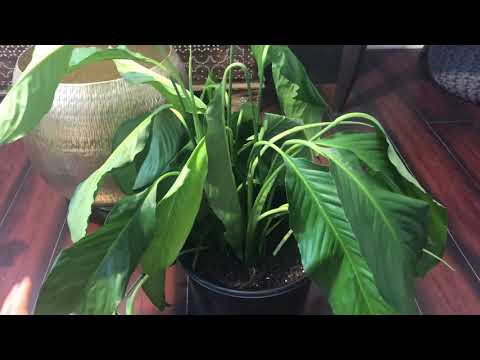 How To Bring Back A Wilted Peace Lily