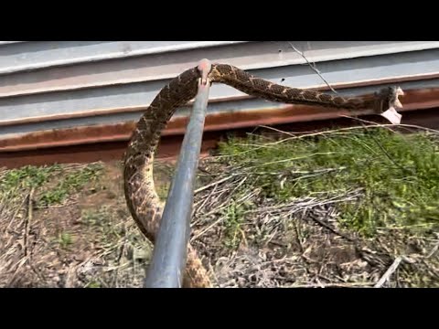 Snake house snake den, - YouTube