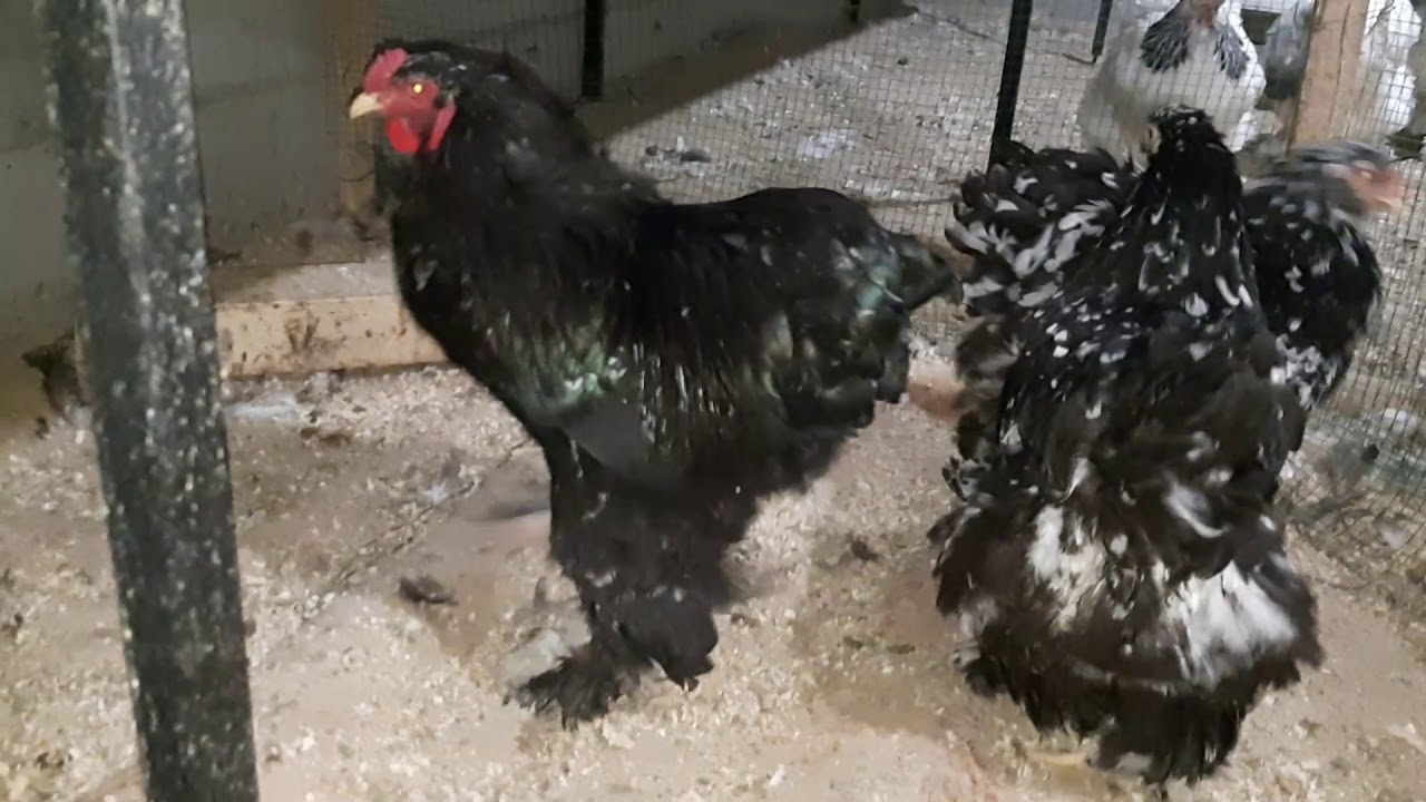 Black Mottled Brahma Chicken - YouTube