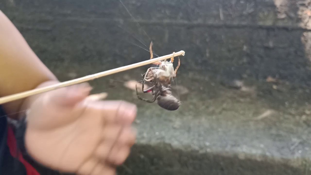 GAGAMBA FIGHT ! - YouTube