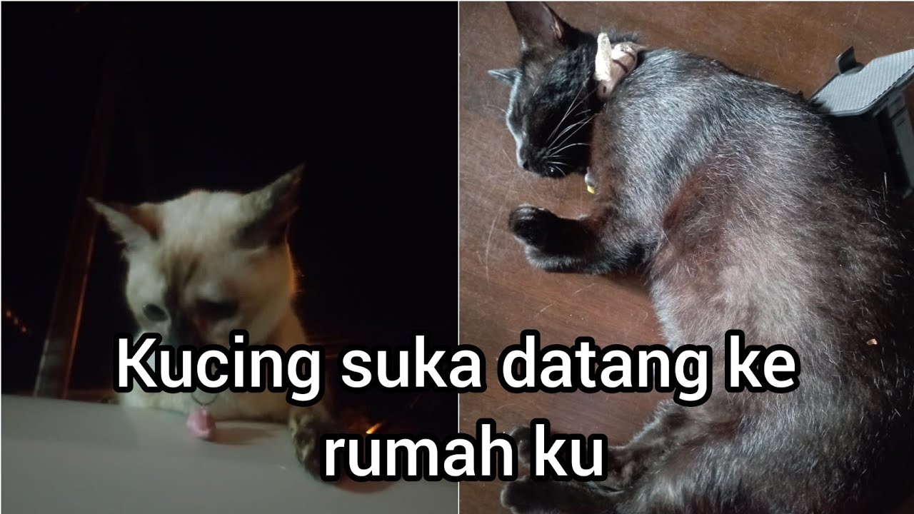 Kucing suka datang ke rumah ku / #kucingkusayang - YouTube