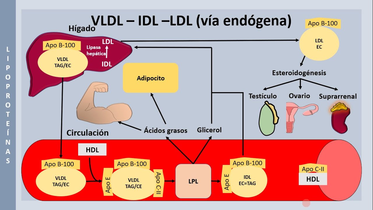 Metabolismo de las lipoproteínas, clasificación de Fredrickson y ...