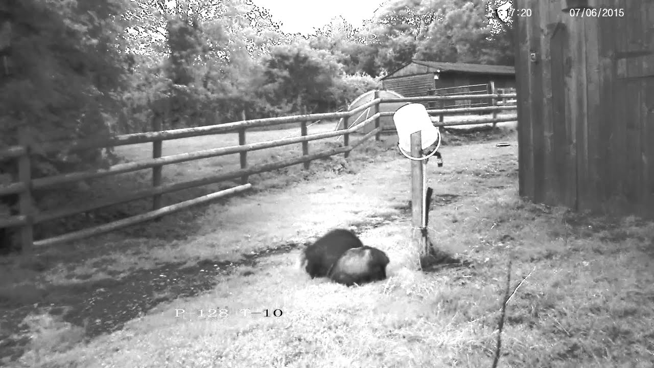 A nasty and prolonged badger fight - YouTube