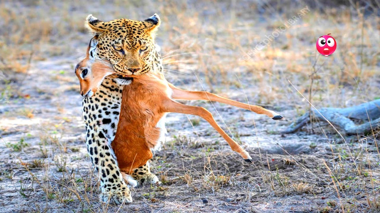 तेंदुआ ने हिरण के बच्चे को...भयंकर लड़ाई जंगल की |leopard vs deer fight ...