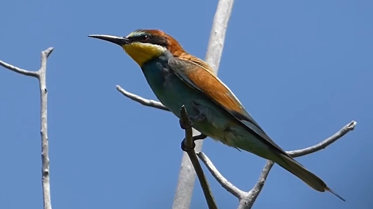 Ptice Hrvatske - Pčelarica (Merops apiaster) (Birds of Croatia - Bee ...