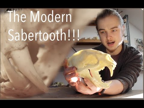 The Clouded leopard | Neofelis Nebulosa | #Skulltalk - YouTube