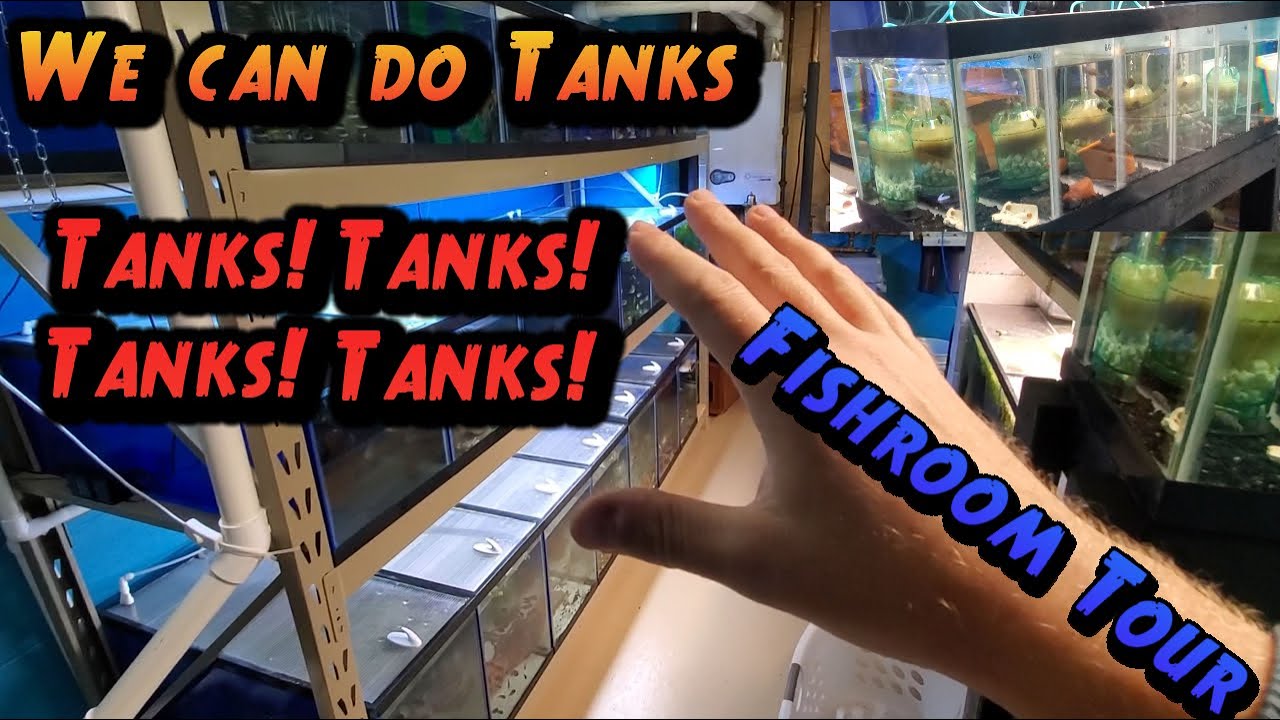 Massive Fish Room Tour! 100 Tanks (Cichlids, Plecos, Angelfish, Guppies ...
