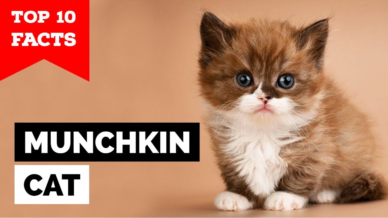 Munchkin Cat - TOP 10 FACTS - YouTube