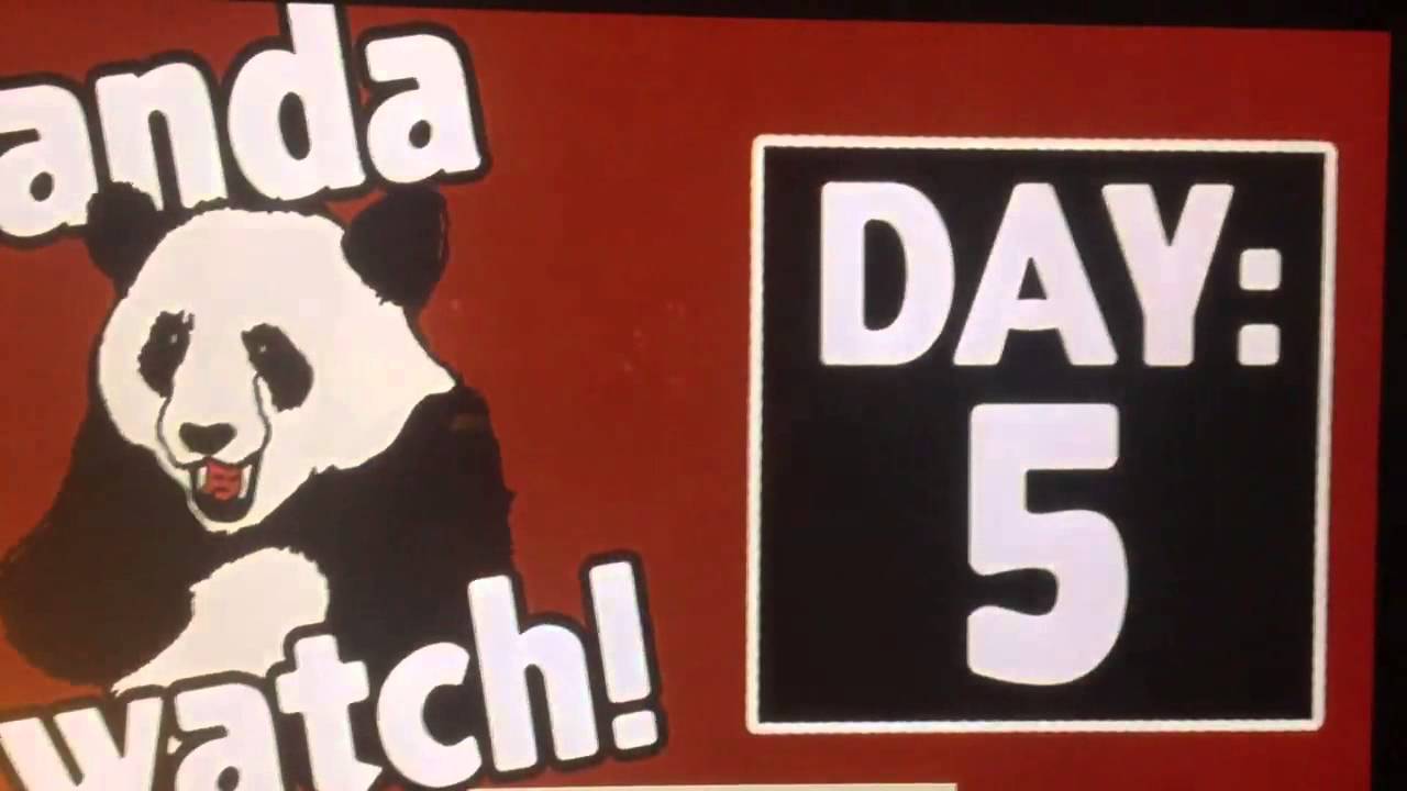 Panda Watch!! - YouTube