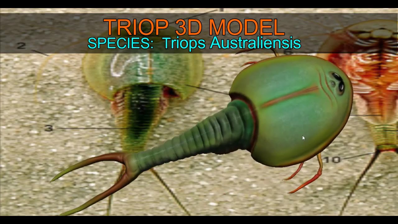 Triop 3D model turnaround. - YouTube