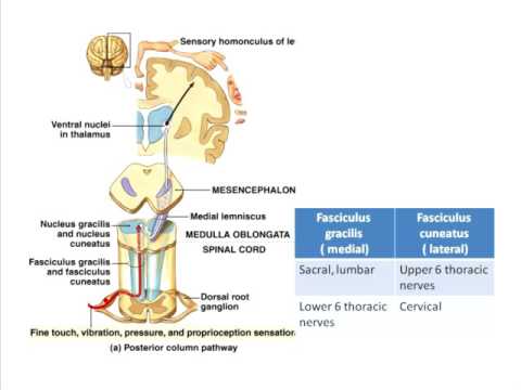 Pathway of Touch - YouTube