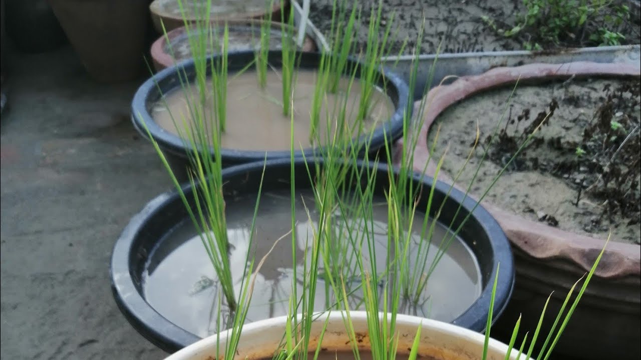 How To Grow Rice / Paddy / Munji in Pots and containers. Grow Basmati ...