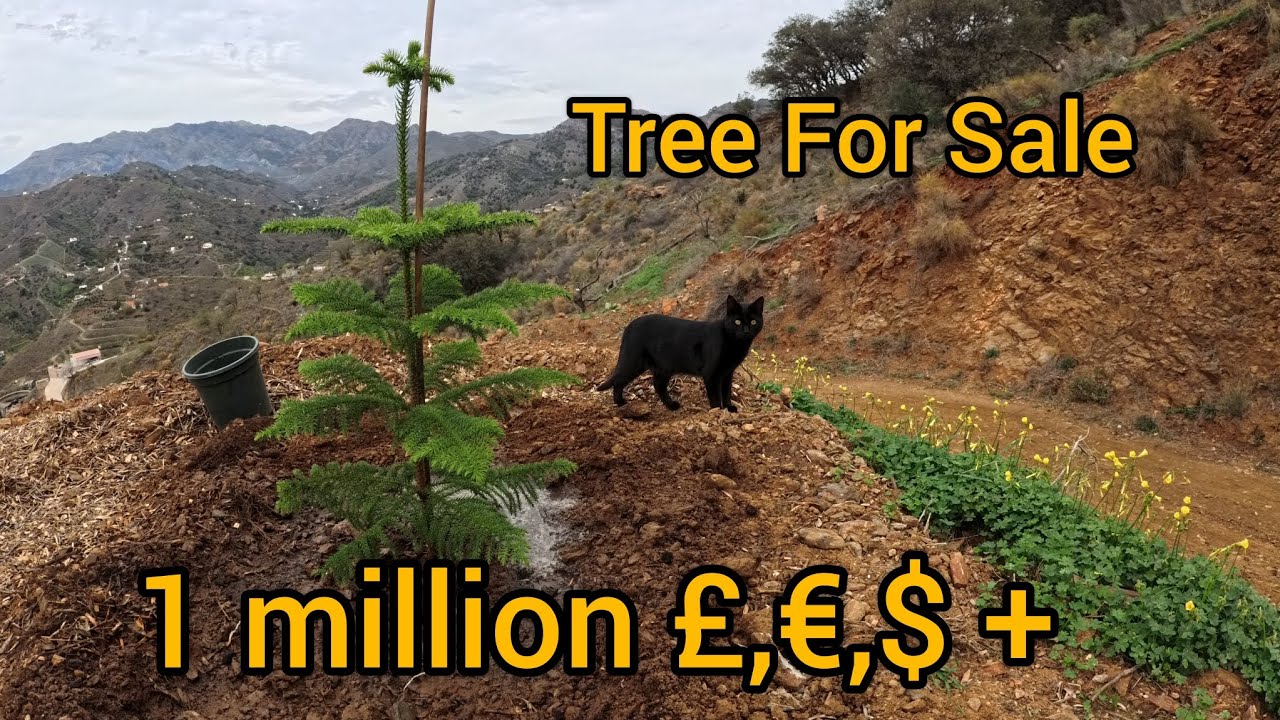 One Million Dollar Tree For Sale - YouTube