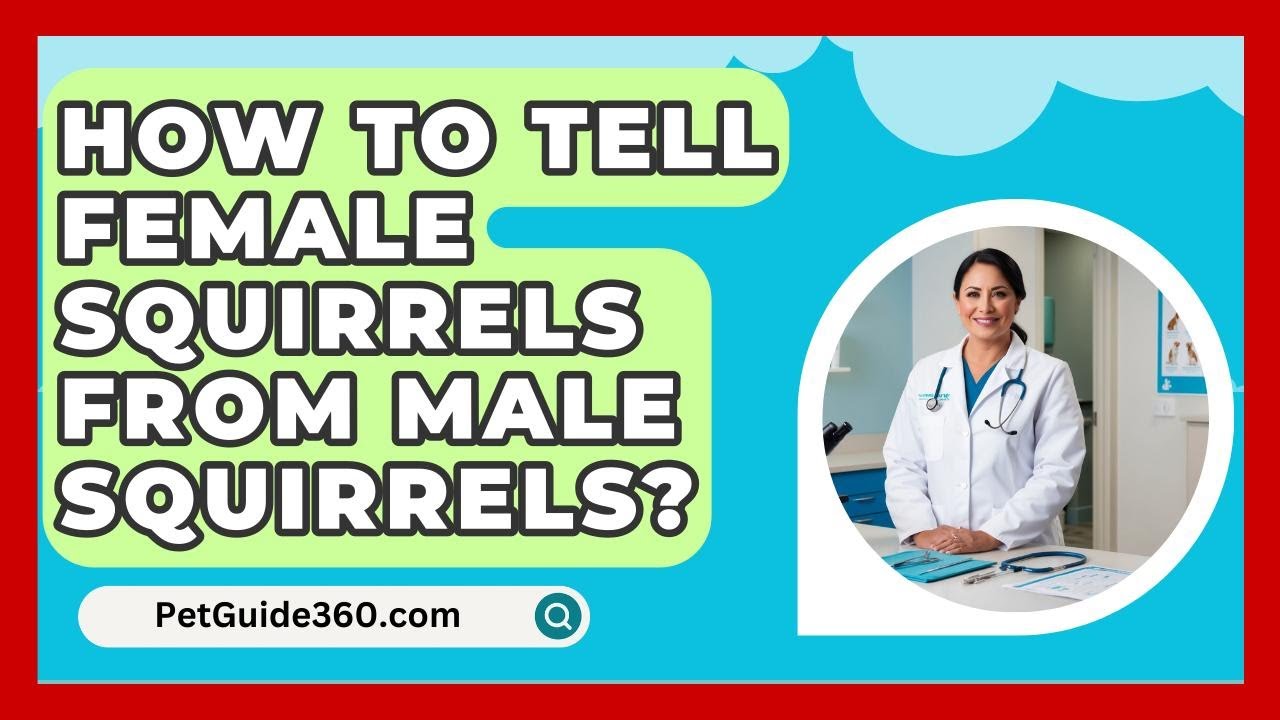 How To Tell Female Squirrels From Male Squirrels? - PetGuide360.com ...