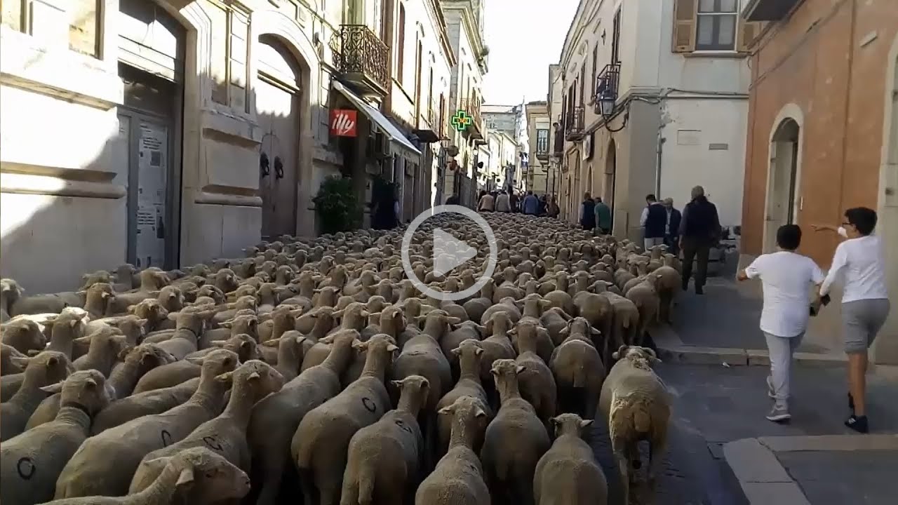 Summer transhumance in Apulia, Italy - YouTube