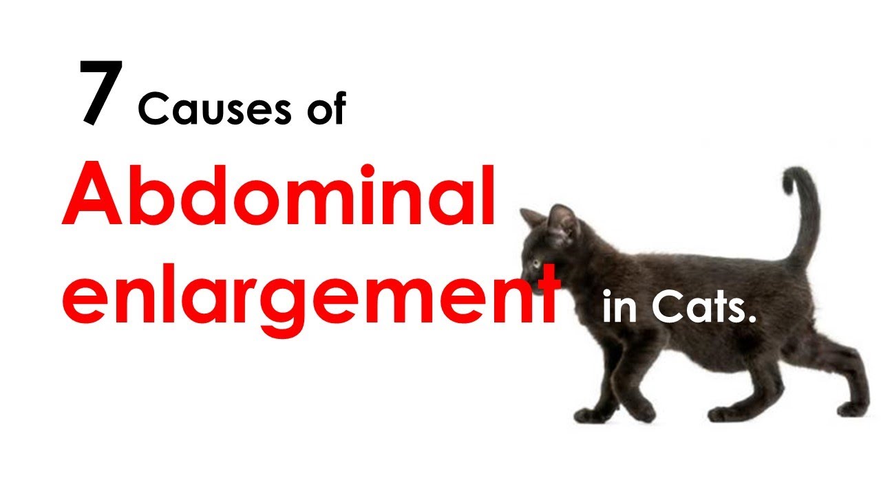 7 Causes of Abdominal enlargement in Cats - YouTube