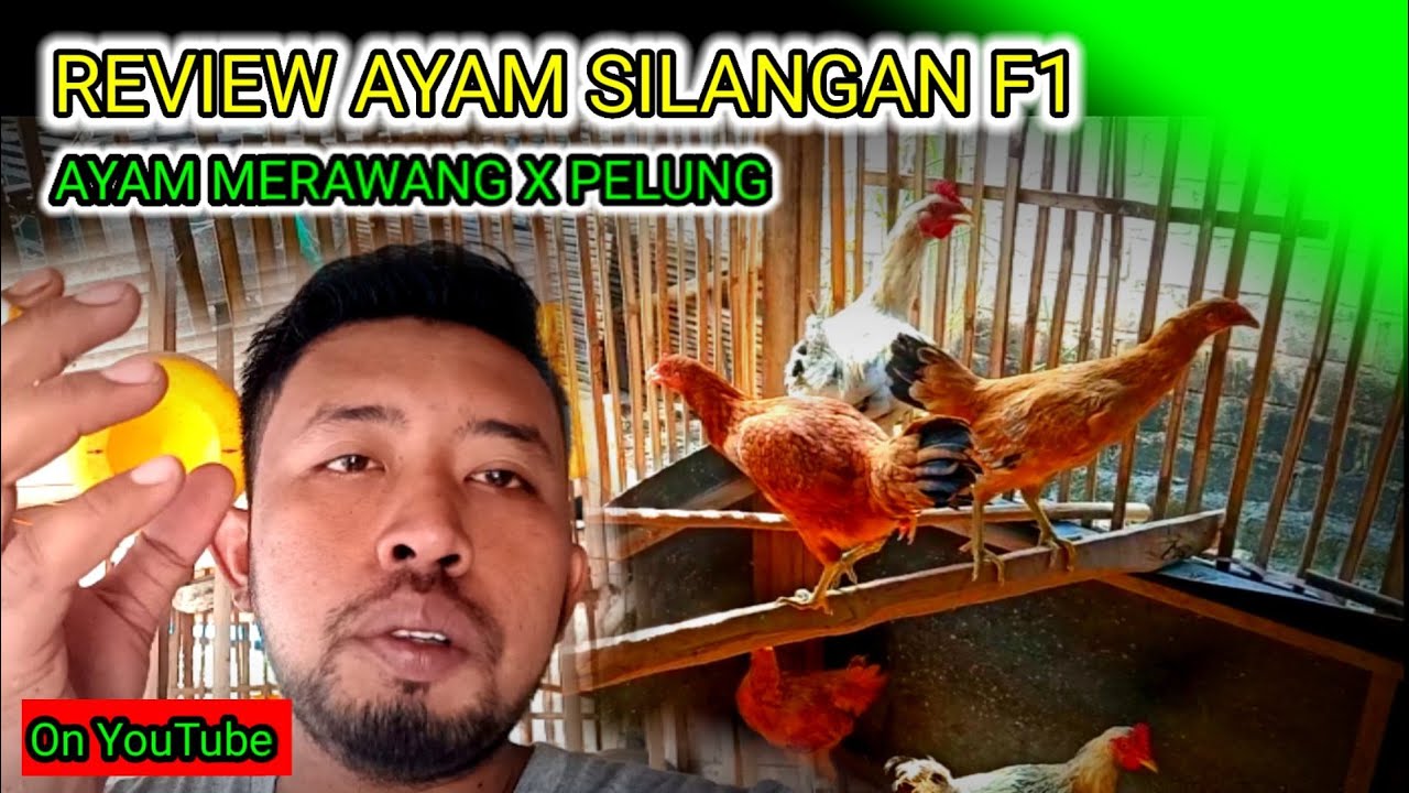AYAM MERAWANG JIKA DI SILANGKAN DENGAN PEJANTAN PELUNG HASILNYA SEPERTI ...