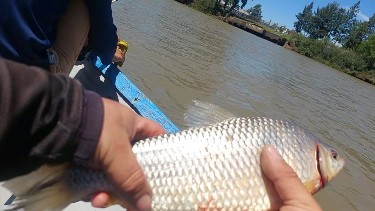 hermosa pesca de bogas en el paraná - YouTube