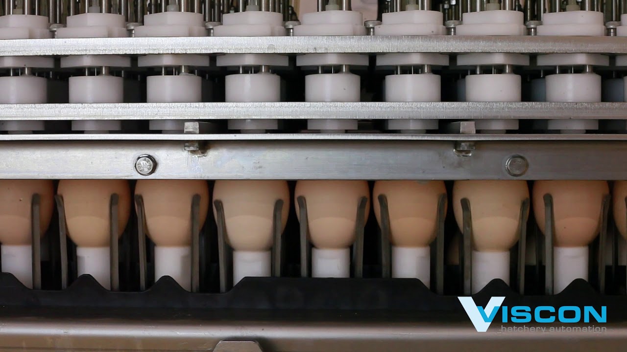 Viscon Hatchery Automation - YouTube