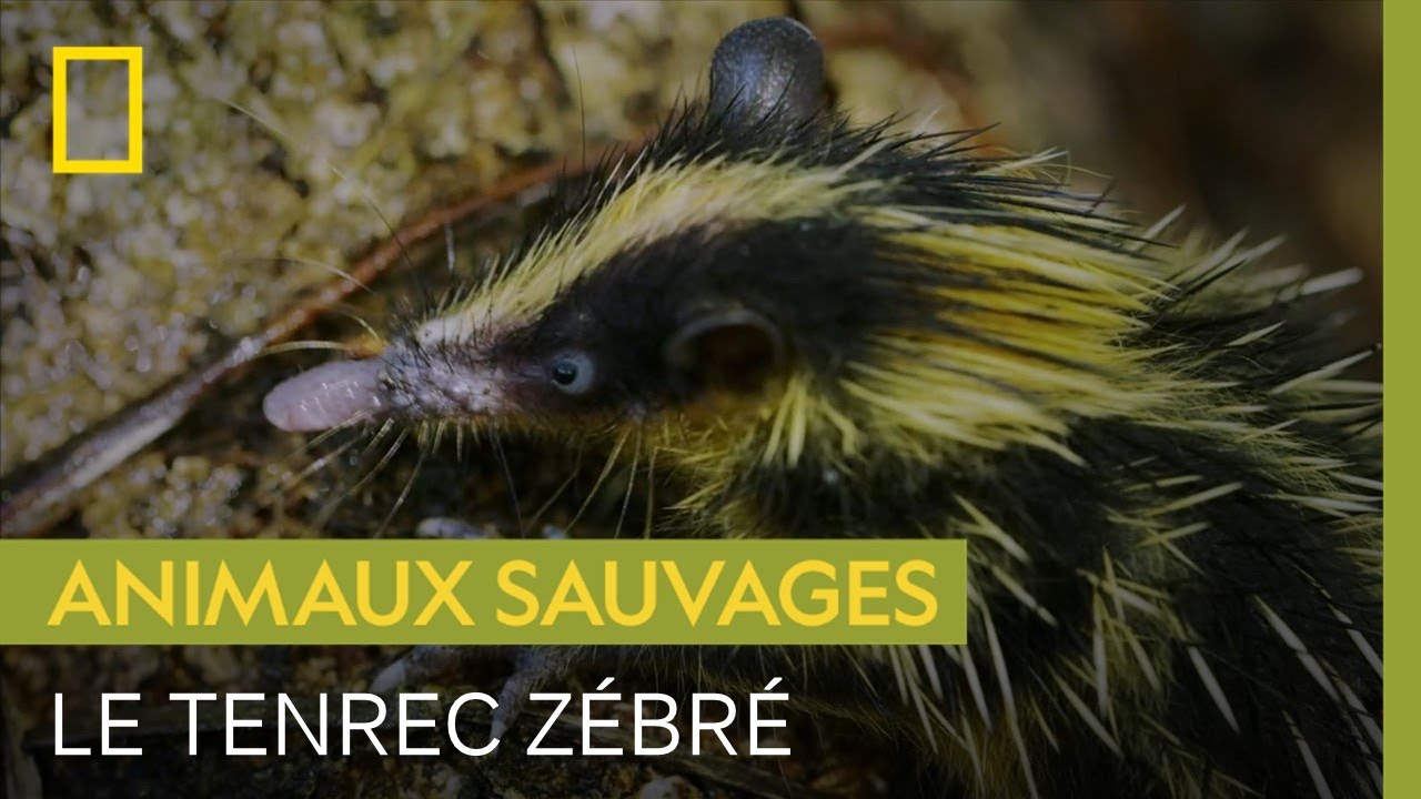 Cet étrange mammifère est le seul à communiquer grâce à ses piquants ...