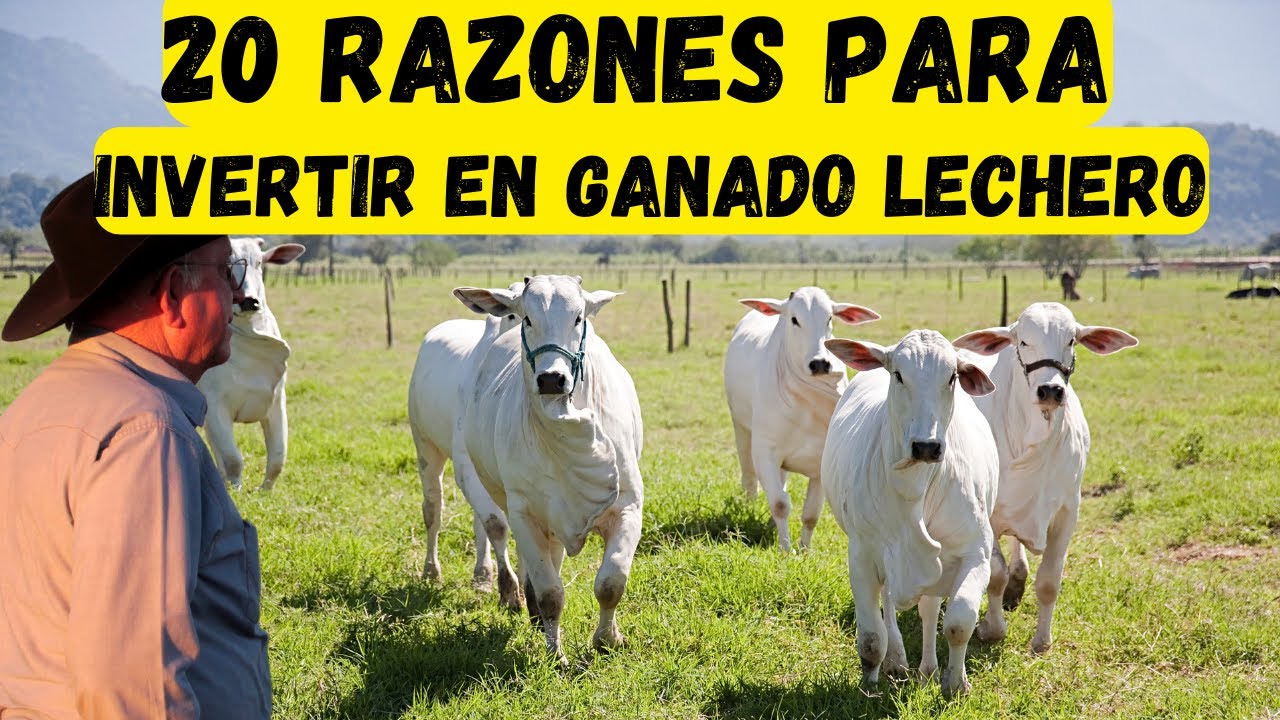 20 Razones para Invertir en Ganado Lechero en 2025. - YouTube