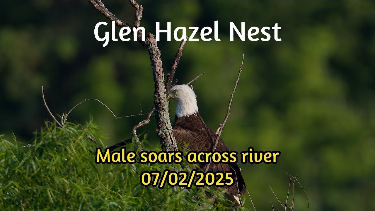 Glen Hazel Nest Male soars across river 07 02 2025 - YouTube