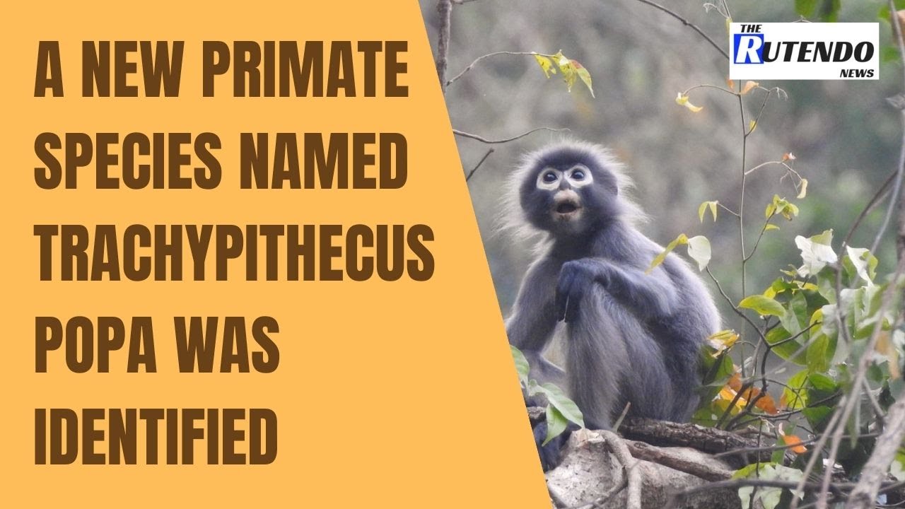 A new primate species, the Popa langur (Trachypithecus popa), was ...