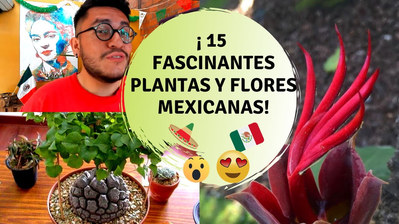 15 Plantas originarias de México / 15 Plantas nativas de México - YouTube