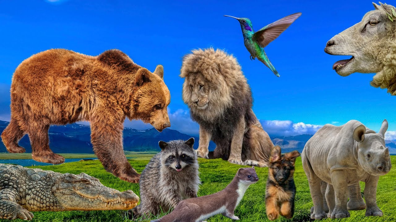 Wild Animal Sounds In Peaceful: Horses, Raccoon, Cows, Sheep, Cats ...