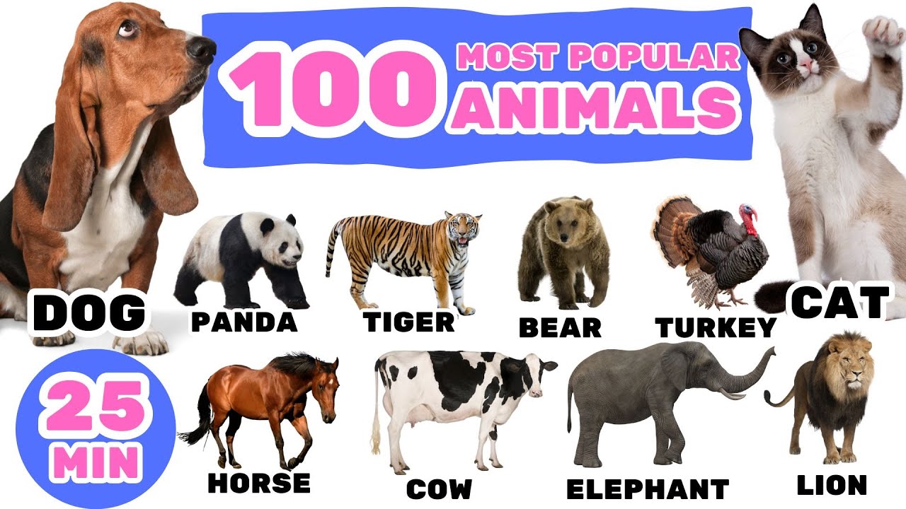 100 Most Popular Animals in the World | English Vocabulary for Kids ...