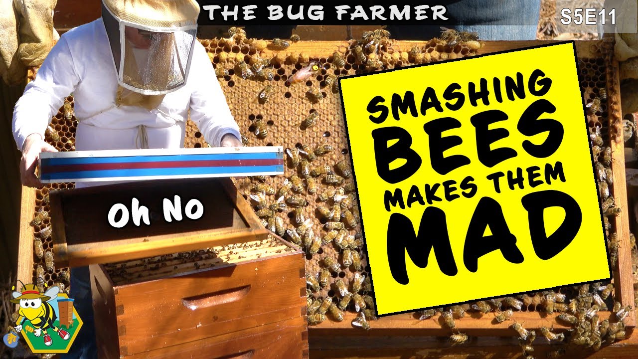 Don't smash your bees! | Inspecting small hives and hiding secret ...
