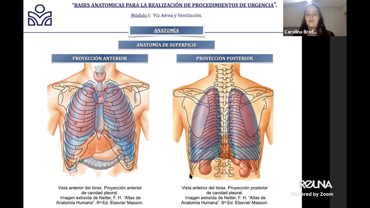 2º WeBINAR APA - Parte 2 - Asociación Panamericana de Anatomía 2020 ...