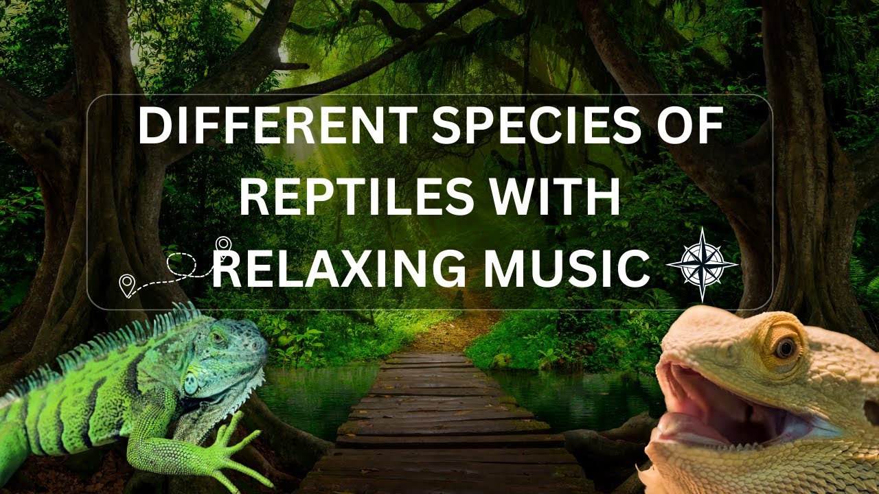 Reptiles Relaxation: Serene Scenes with Soothing Music - YouTube