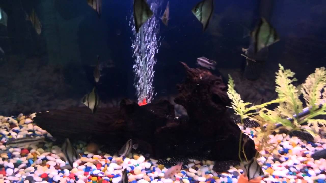 Mono Sebae Fish For Sale! - YouTube