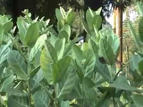 Know your Medicine plant Akanda /আকন্দ - Calotropis - gigantea - YouTube