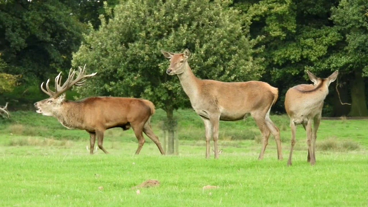 Tatton Park Red Deer - YouTube