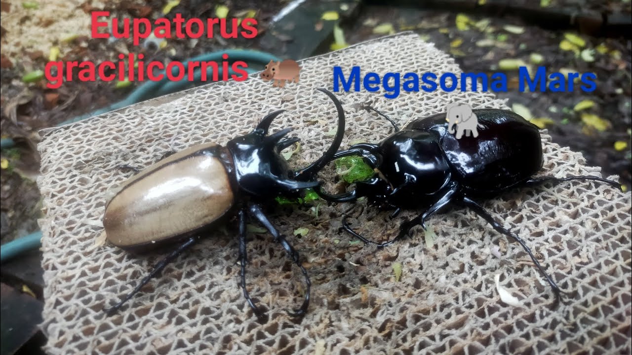Rhinoceros beetle battle : Eupatorus gracilicornis 95 mm. vs Megasoma ...