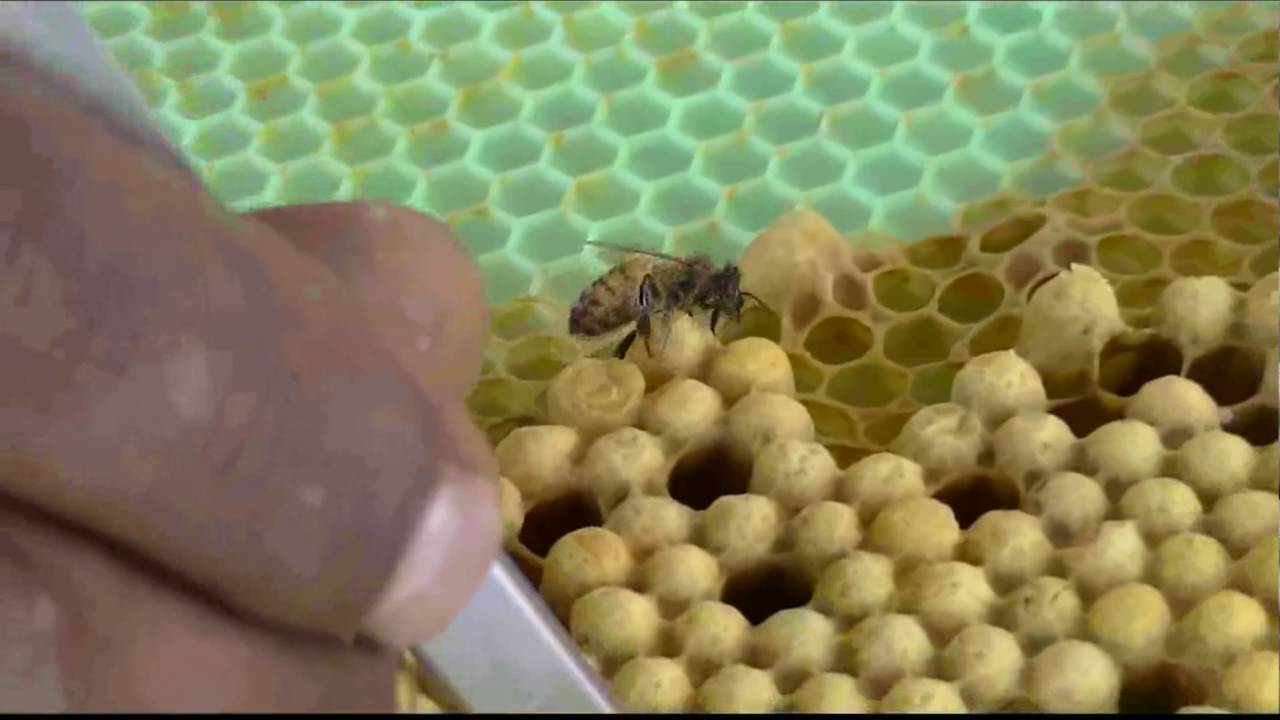 Impacto del acaro Varroa en Abejas - YouTube