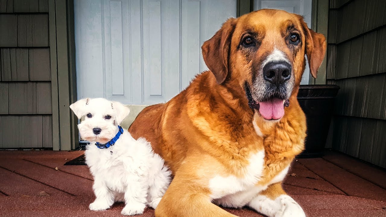 110 Pound Dog VS. 4 Pound Miniature Schnauzer Puppy - Jackson Meets ...