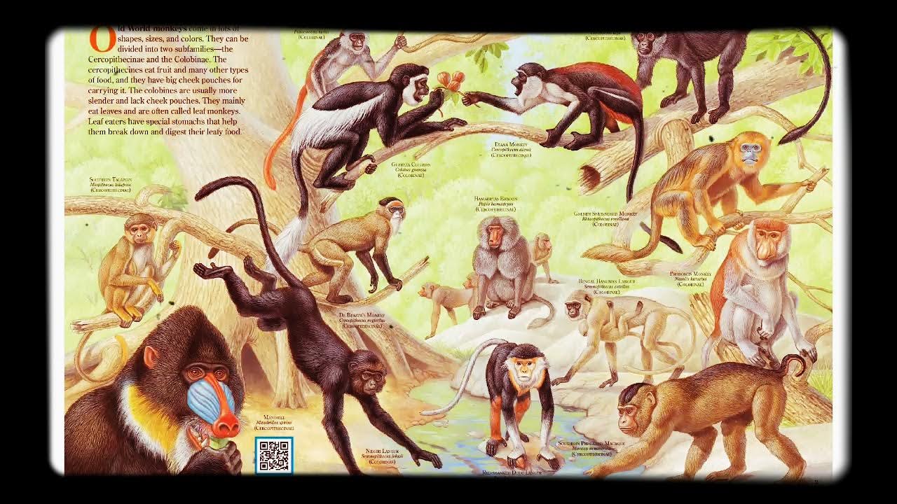 ZooBooks Old World Monkeys Review - YouTube