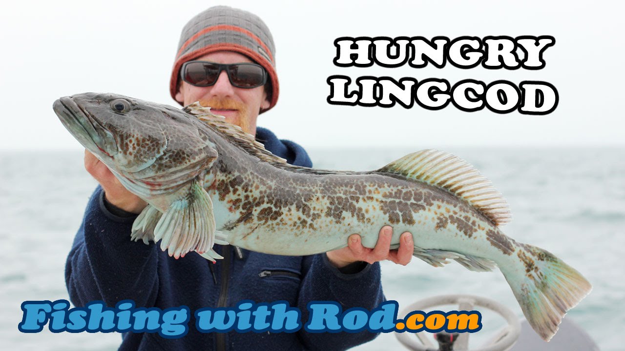 Hungry Lingcod | Fishing with Rod - YouTube