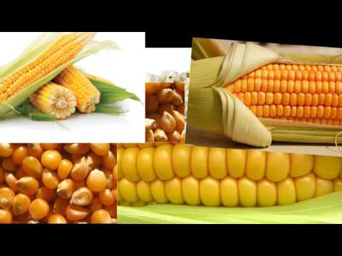 Sarı renklı olan mısır patlatınca neden beyaz olur?