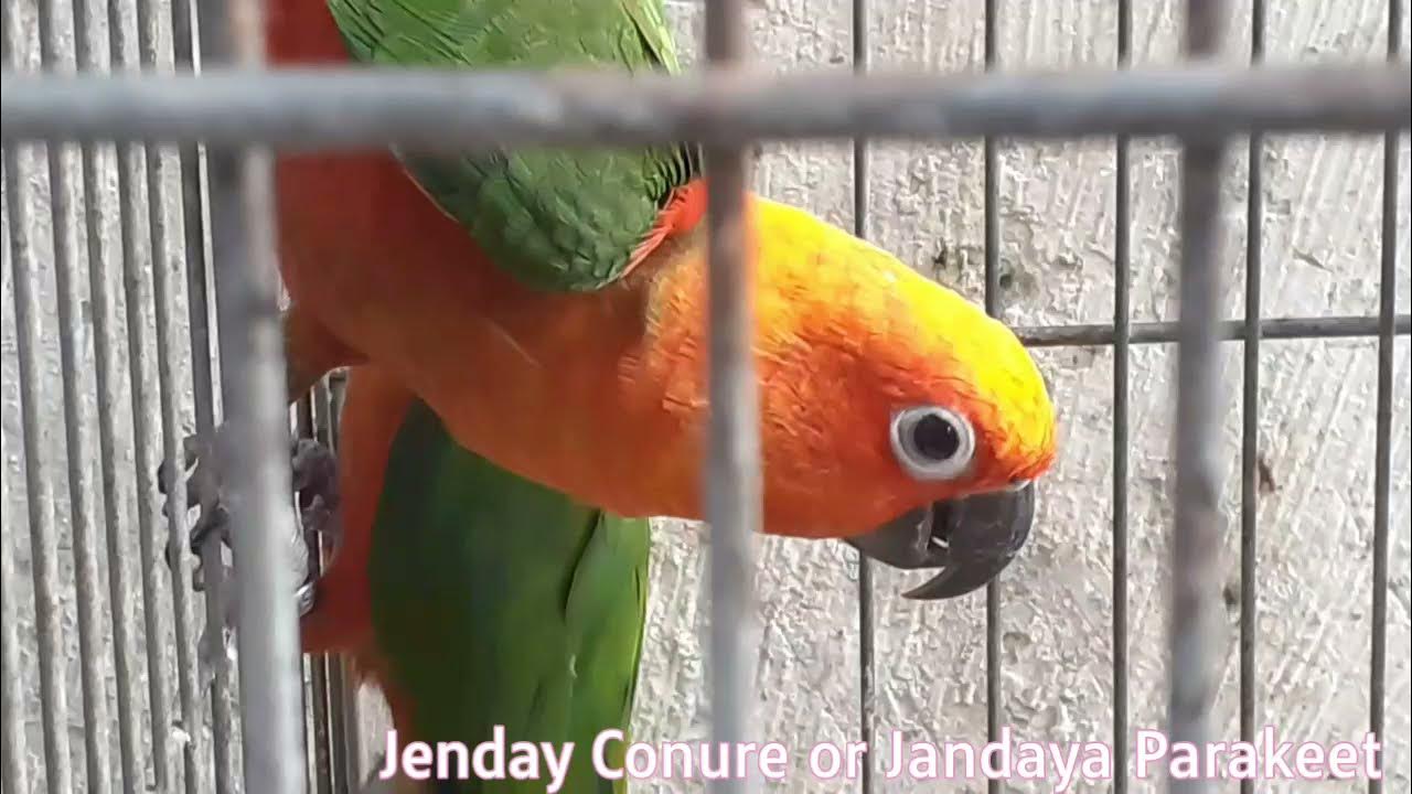 JENDAY CONURE TALKING | JENDAY CONURE SOUNDS | JENDAY CONURES TALKING #PARROTS #PARROTTALKING ...