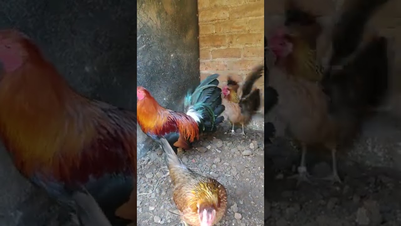 doc Robinson hatch de Darrell Wilson - YouTube