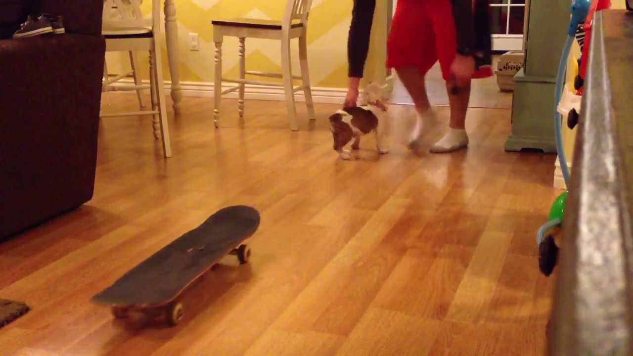 Trying to Teach an English Bulldog Puppy to Skateboard - YouTube