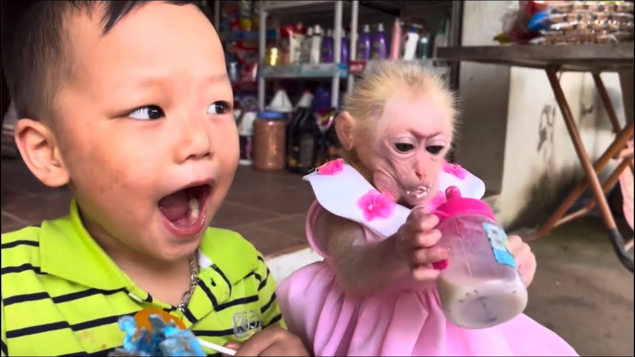 Hungry Baby Monkey and Kind Boy Gives The Monkey Milk - YouTube